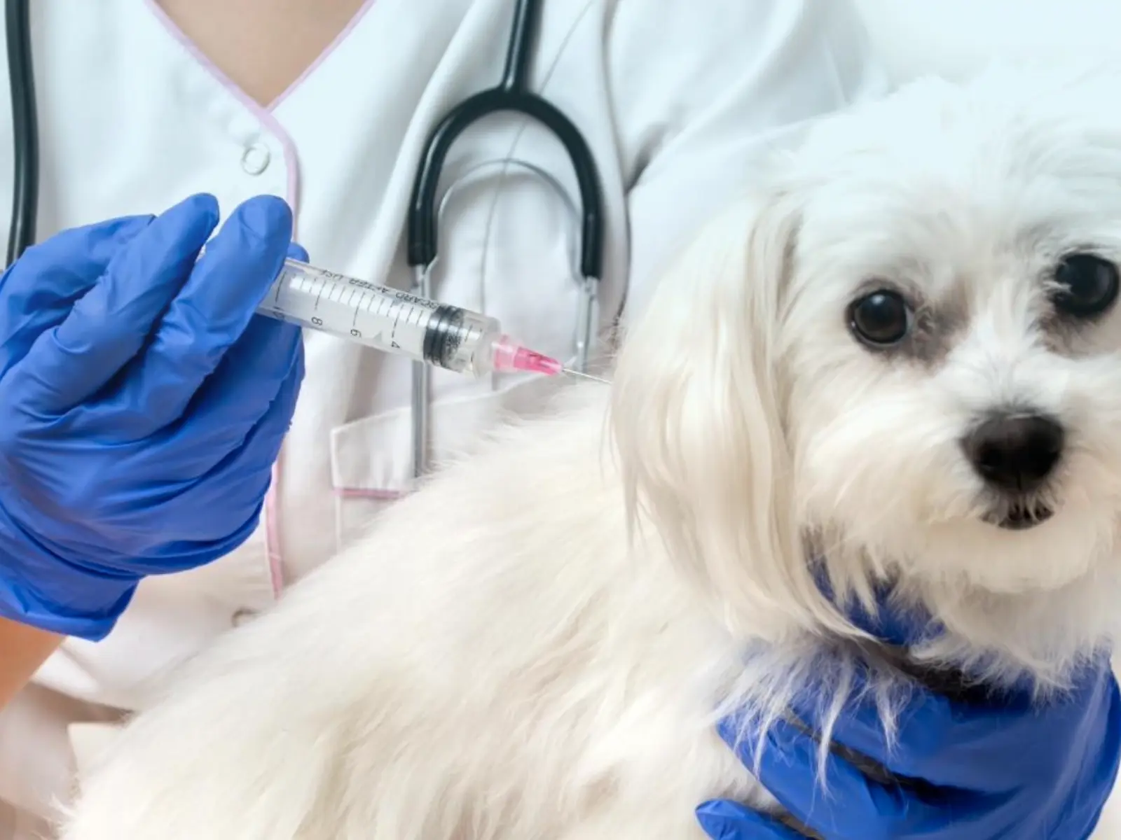 Animal Services | Borough of Allendale